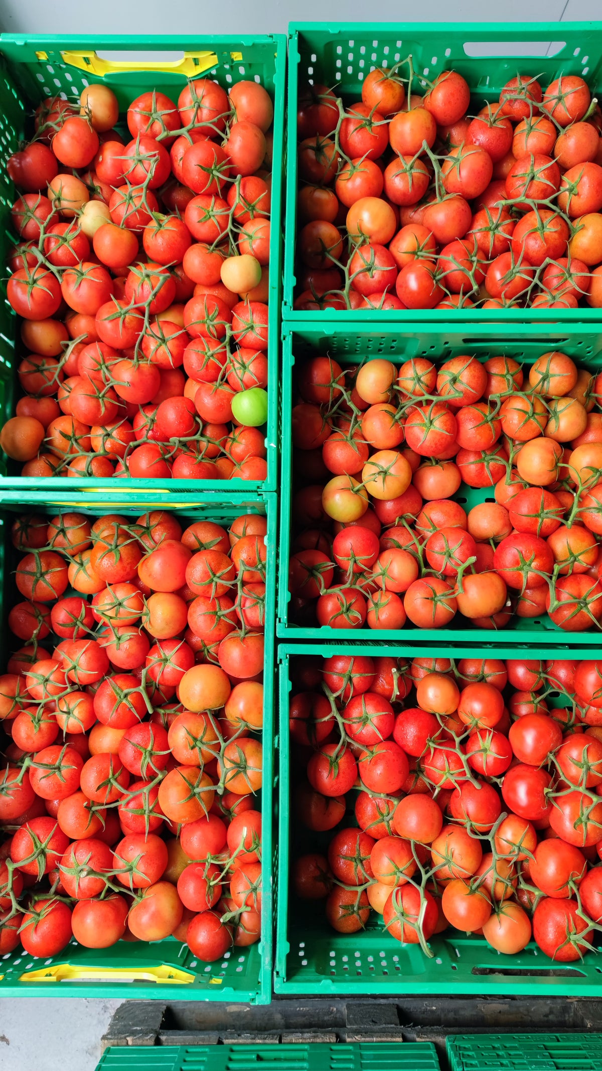 Wholesale Misfit | Fruit & Veg Boxes | Misfit Garden