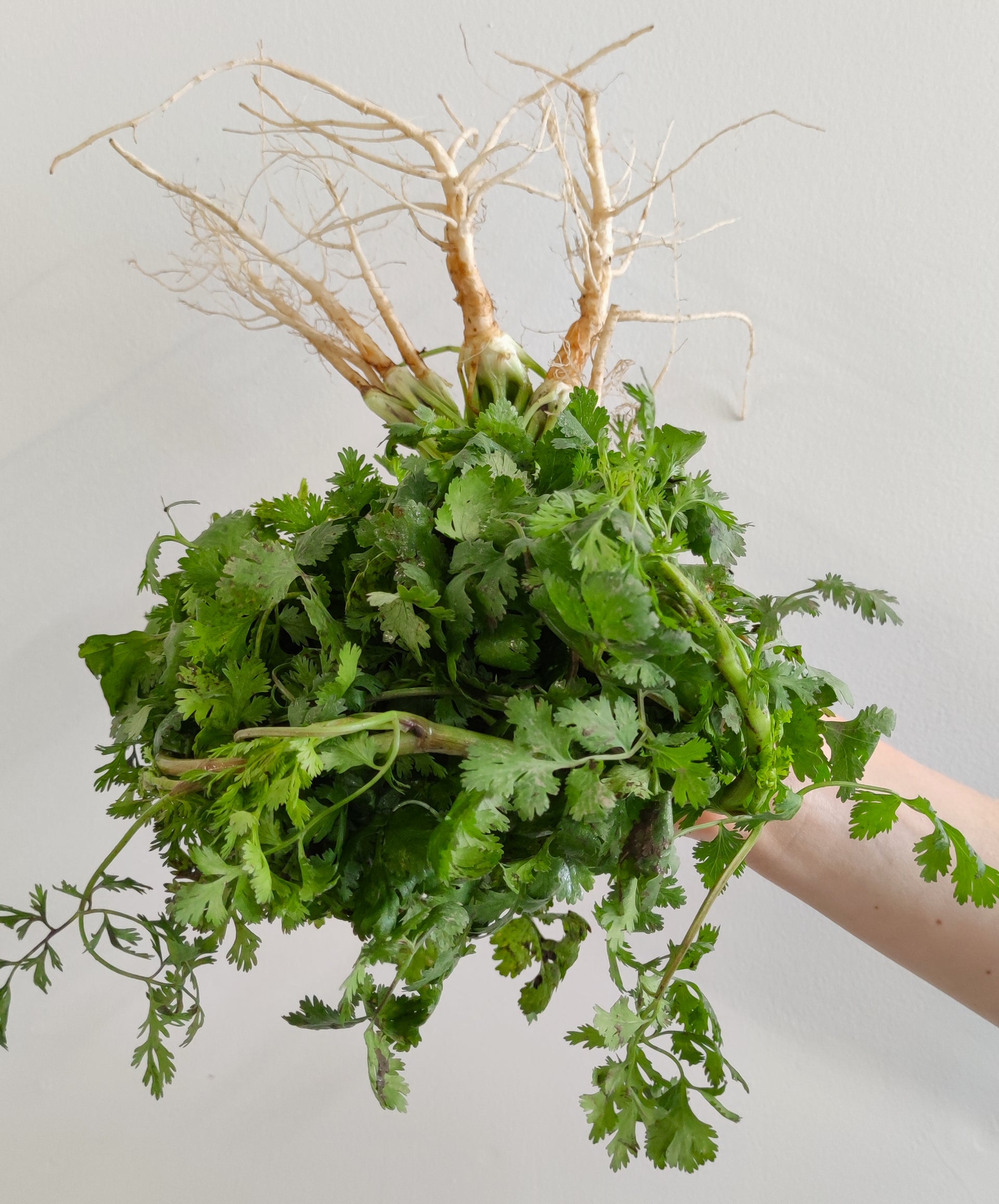 What's Inside Our Fruit & Veg Boxes | Misfit Garden
